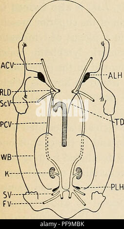 This manual of human embryology provides an in-depth look at the stages ...