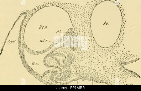 This text on embryology details the stages of chick development, with a ...