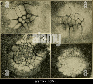 This work introduces the embryological development of chicks ...