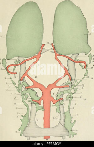 This study examines the development of the lymphatic system in fish ...