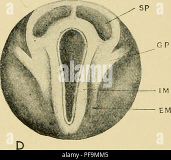 This work explores the early stages of frog embryology, focusing on the ...