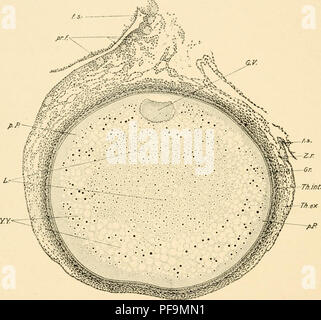 This work introduces embryological development in birds, particularly ...