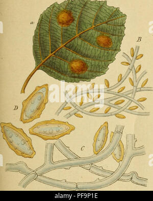 This work showcases illustrations of Germany's flora, providing ...