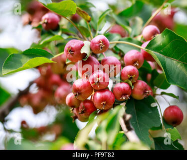 Malus - Crabapple tree with fruit in autumn Stock Photo - Alamy