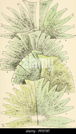 . Desmids of the United States and list of American pediastrums : with ...