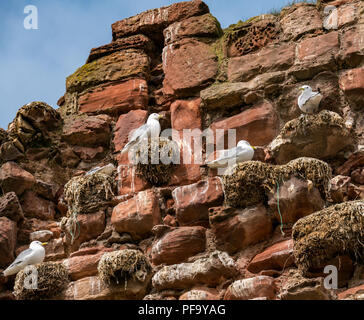 Kittiwake nesting on cliff Stock Photo - Alamy