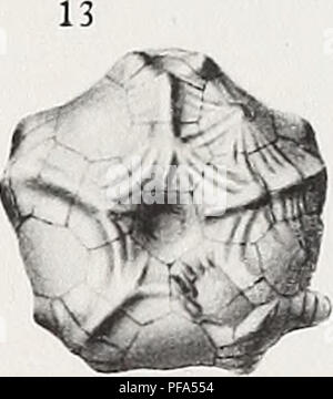 . The Devonian crinoids of the State of New York. Crinoidea, Fossil ...