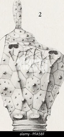 This study on the Devonian crinoids of New York explores the unique ...