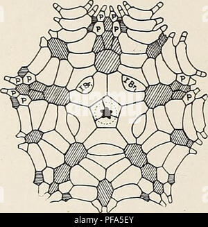 . The Devonian crinoids of the State of New York. Crinoidea, Fossil ...