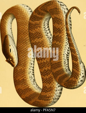 This work focuses on the venomous snakes of the Dutch East Indies ...