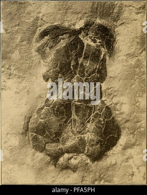 A study on the Devonian fishes of Iowa, exploring fossil records and ...