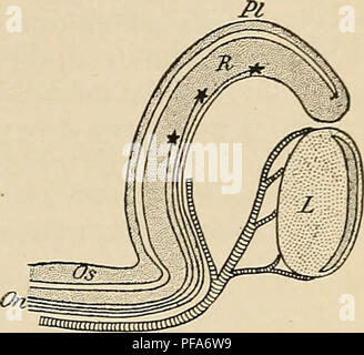 This manual focuses on human embryology, particularly the development ...