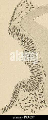 This manual on human embryology details the stages of human development ...