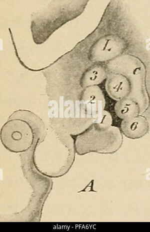 Human Embryo, External Ear Development Stock Photo - Alamy