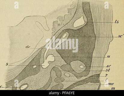 Human Embryo, External Ear Development Stock Photo - Alamy