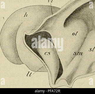 This section of embryology focuses on the development of a duck embryo ...
