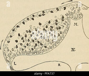 This manual provides a detailed study of human embryology, including ...