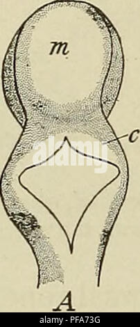This manual on human embryology details the stages of human development ...