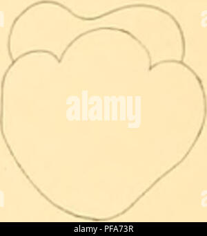 This work examines the development of Renilla, also known as the sea ...