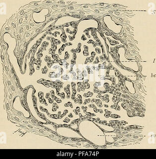 This manual provides an overview of human embryology, focusing on the ...