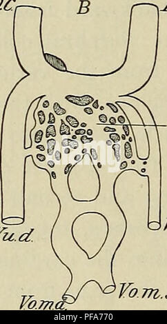 This manual of human embryology offers detailed insights into the ...