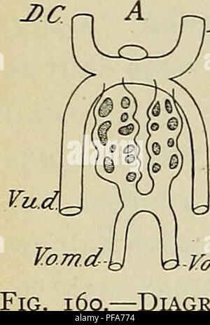 This manual outlines the development of the venous system in human ...