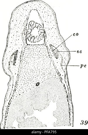 . The development of the pectoral limb of Necturus maculosus ...