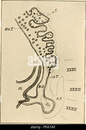 This work on avian embryology details the development of the chick from ...