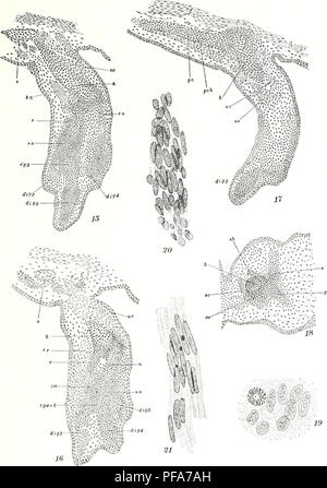 An embryological study of the pectoral limb development in Necturus ...