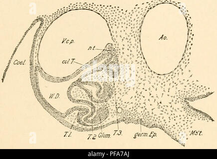 The image from an embryology textbook shows the early development ...
