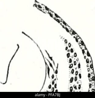 This anatomical study focuses on the pectoral arch of *Sceloporus ...