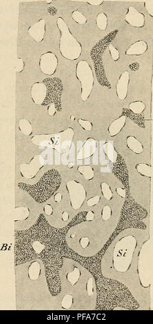 This manual details the development of the human embryo, with a focus ...