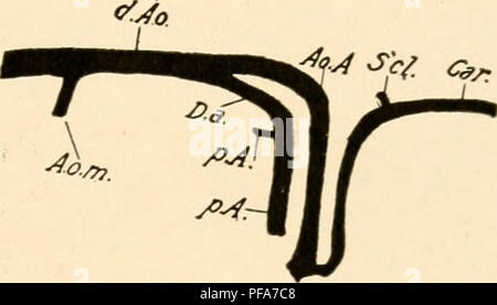 This illustration shows the development of the arteries in the human ...