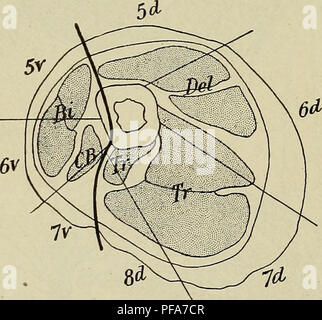 This manual explores human embryology, specifically focusing on the ...