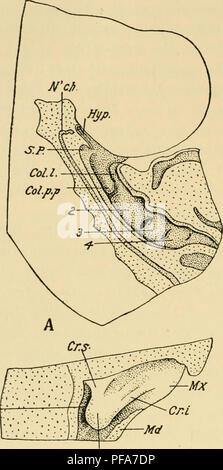 This work details the embryological development of the chick, focusing ...