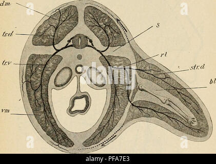 This manual on human embryology outlines the stages of human ...