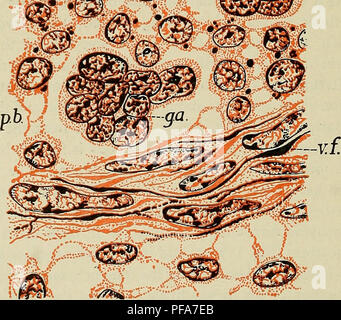 A detailed exploration of human embryology, focusing on the development ...