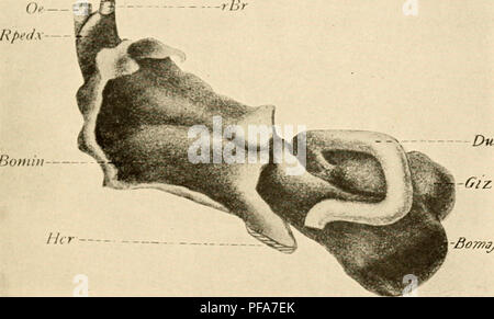 This introduction to chick embryology outlines the stages of ...