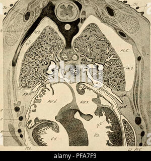 This text provides an introduction to chick embryology, with detailed ...