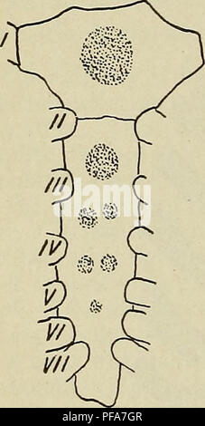 This textbook covers human embryology and the development of the human ...