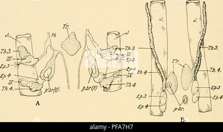 This text introduces the embryology of birds, focusing on the ...
