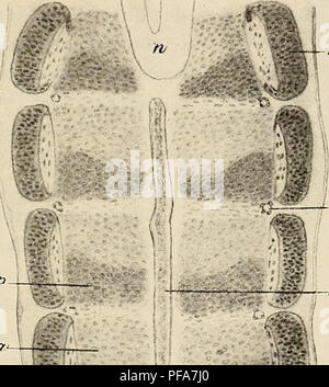 This textbook covers human embryology and the development of the human ...