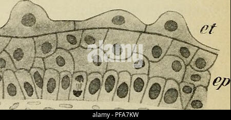 Human finger section showing epidermis (stratified squamous epithelium ...