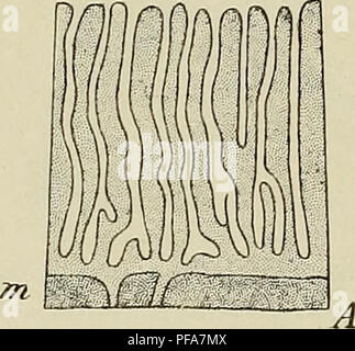. Human embryology and morphology. Embryology, Human; Morphology ...