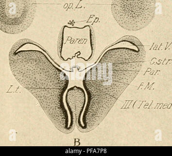 This work introduces the embryology of birds, focusing on the ...