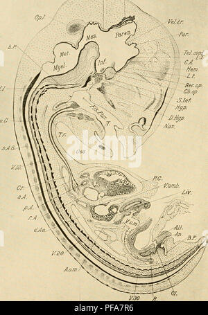 This text describes the early development stages of an insect embryo ...