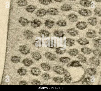 This image from an embryology textbook illustrates the developmental ...