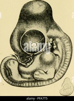 This text explores the stages of chick embryo development, focusing on ...