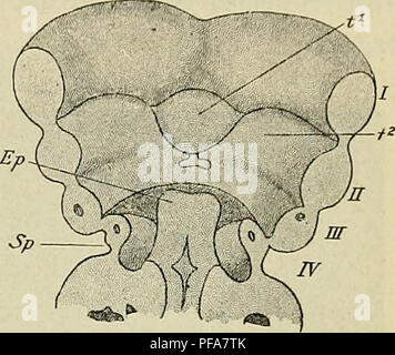 This manual on human embryology describes the development stages of the ...