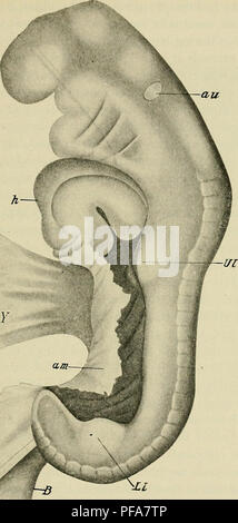 Human Embryo, Heart Development Stock Photo - Alamy
